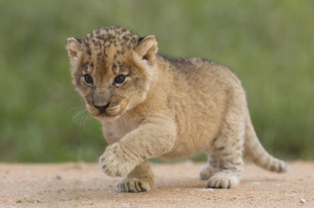 Conheça filhote que ajudou a Disney a criar o Simba em novo 'Rei Leão'